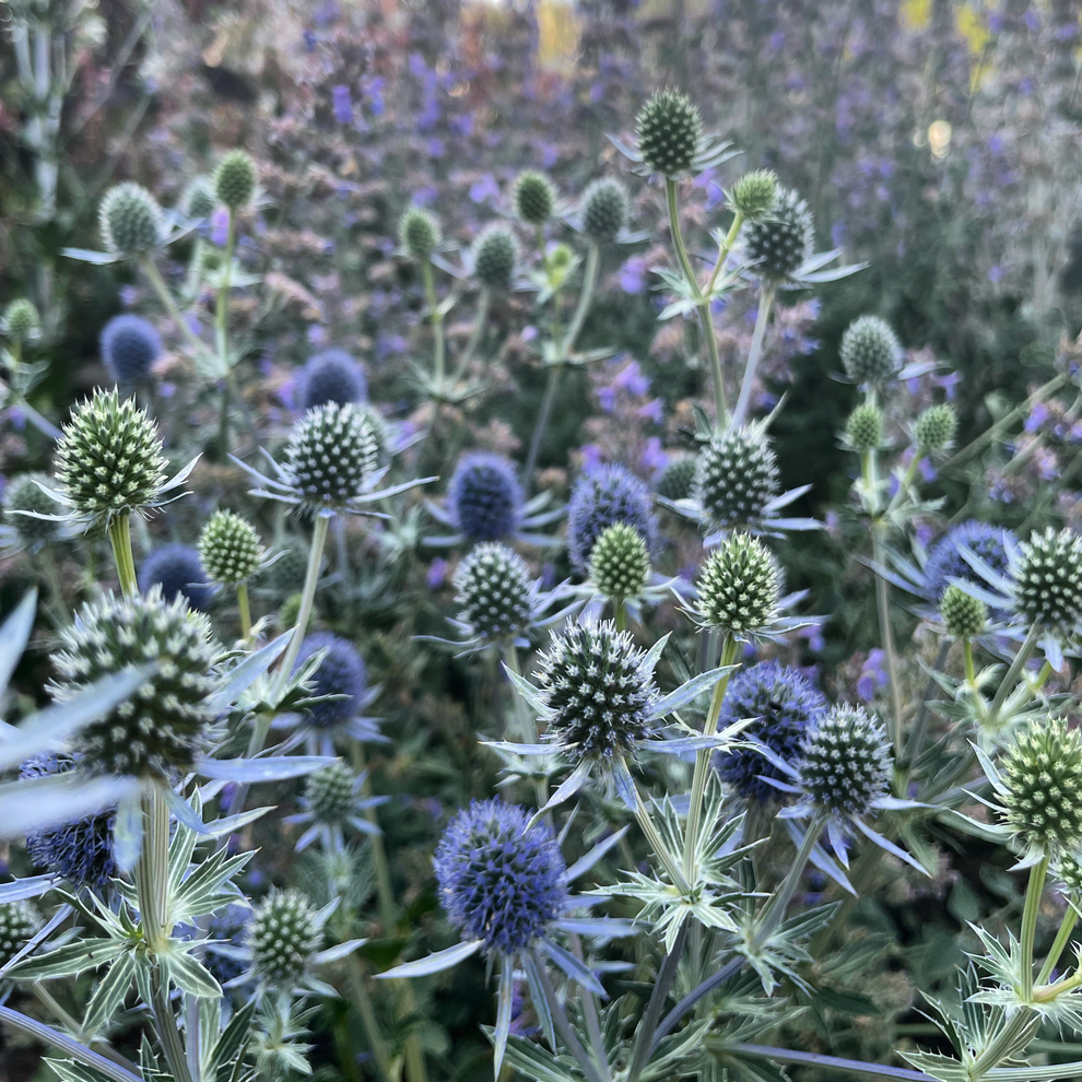 Eryngium Deep Blue – New Wave Perennials