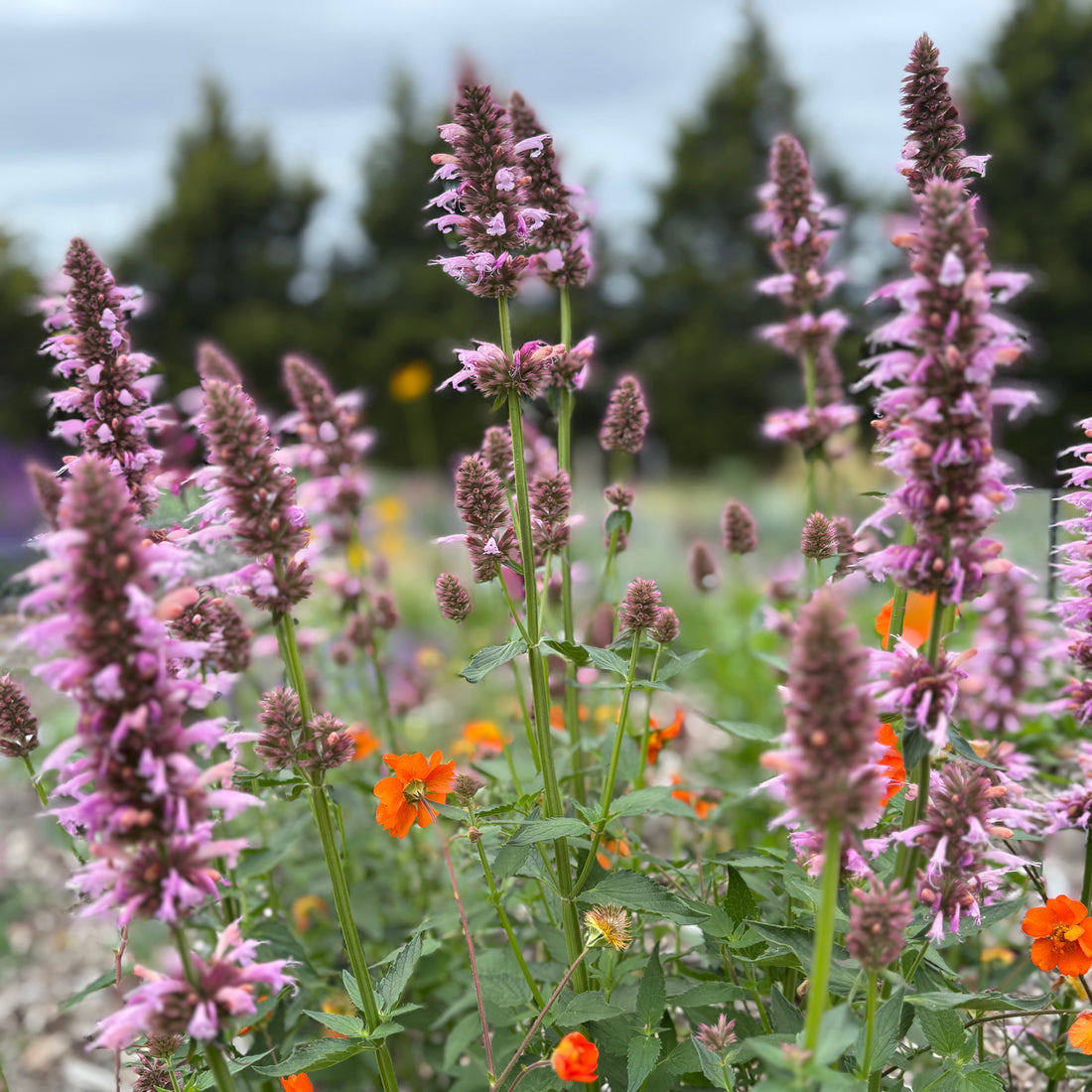 Agastache Pink Fortune – New Wave Perennials