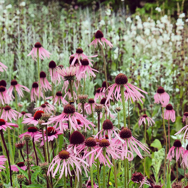 Echinacea pallida | New Wave Perennials | Plants Online