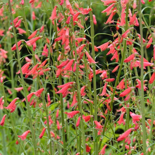 Penstemon barbatus – New Wave Perennials