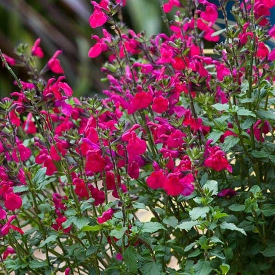 Salvia Killer Cranberry | New Wave Perennials | Plants Online