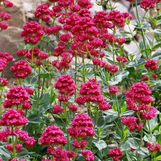 Centranthus ruber var. coccineus – New Wave Perennials