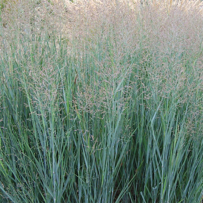 Panicum Heavy Metal – New Wave Perennials
