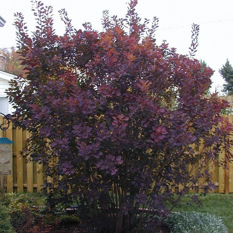Cotinus Royal Purple – New Wave Perennials